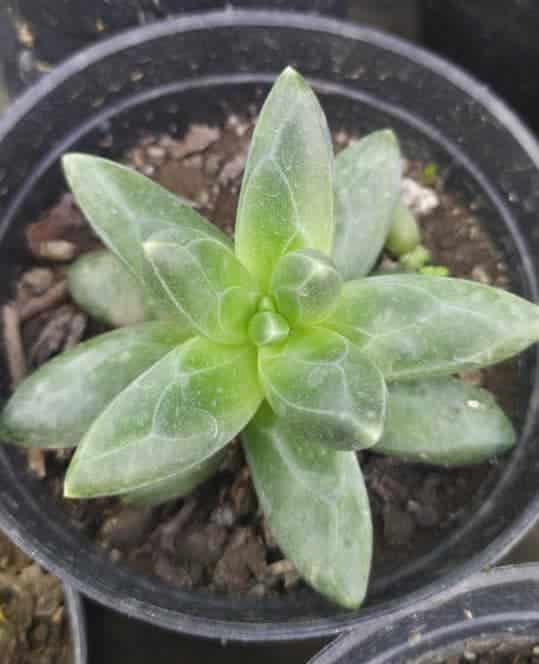 Pachyphytum Compactum Succulent Plant - Bhimtal Nursery