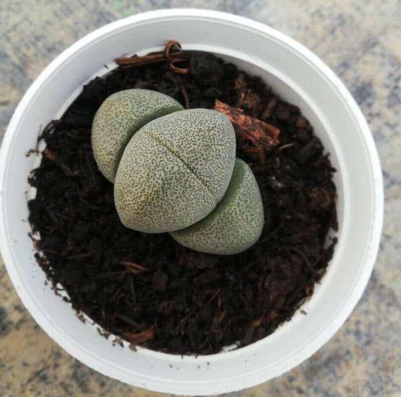 Split Rock Pleiospilos Nelii Succulent Plant Lithops - Bhimtal Nursery