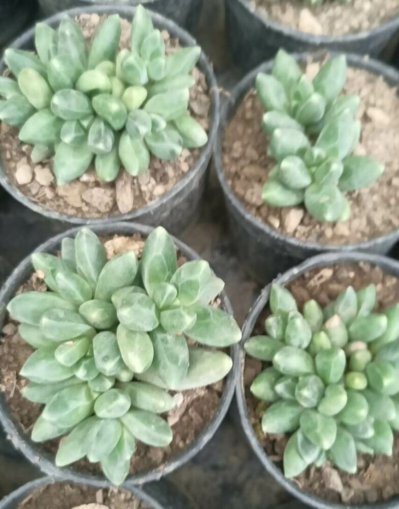Pachyphytum Compactum Rose “Little Jewel” Succulent Plant - Bhimtal Nursery