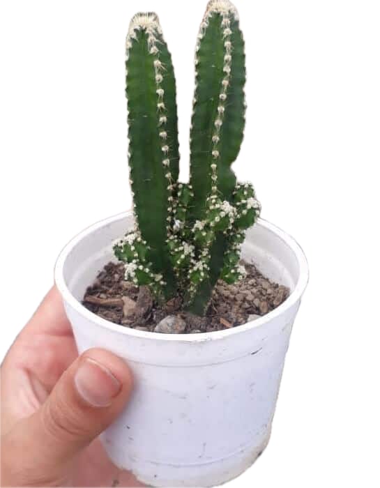 Acanthocereus Tetragonus (Variety 1) "Barbed-wire Cactus" - Bhimtal Nursery