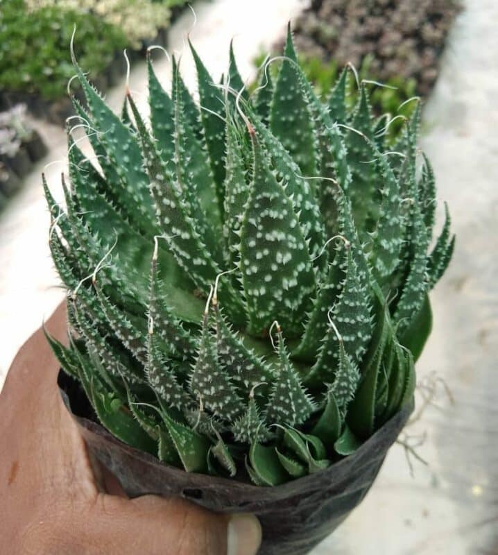 Aloe Aristata "Lace Aloe" - Bhimtal Nursery