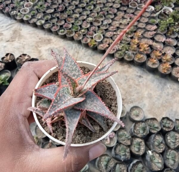 Aloe Christmas Carol Succulent - Bhimtal Nursery