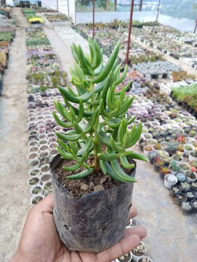 Crassula Tetragona L. (Karkai) - Bhimtal Nursery