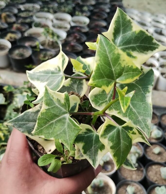English Ivy - Buy succulents online India - Bhimtal Nursery