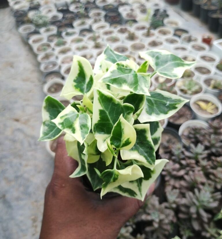 English Ivy - Buy succulents online India - Bhimtal Nursery