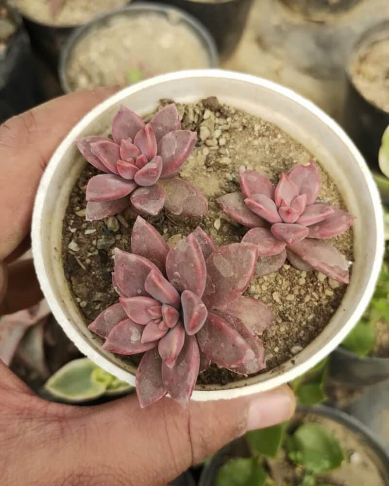 Graptosedum California Sunset Succulent Plant - Bhimtal Nursery
