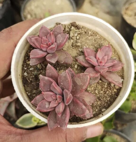 Graptosedum California Sunset Succulent Plant - Bhimtal Nursery