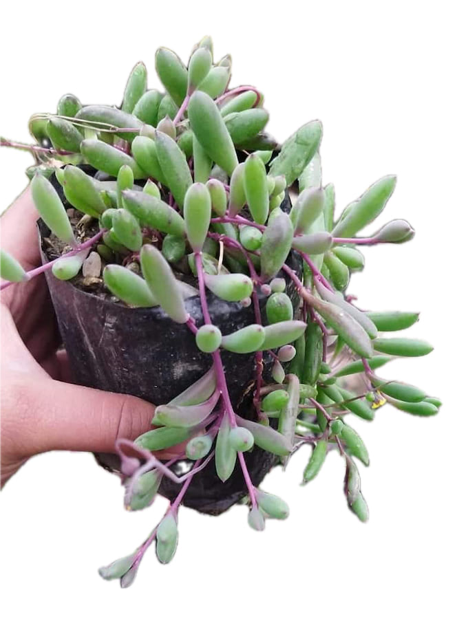 Othonna Capensis L.H.Bailey (Little pickles) Succulent Plant - Bhimtal ...