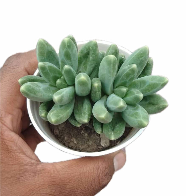 Pachyphytum Compactum Rose “Little Jewel” Succulent Plant - Bhimtal Nursery