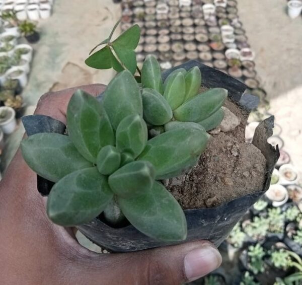 Pachyphytum Compactum Rose “Little Jewel” Succulent Plant - Bhimtal Nursery