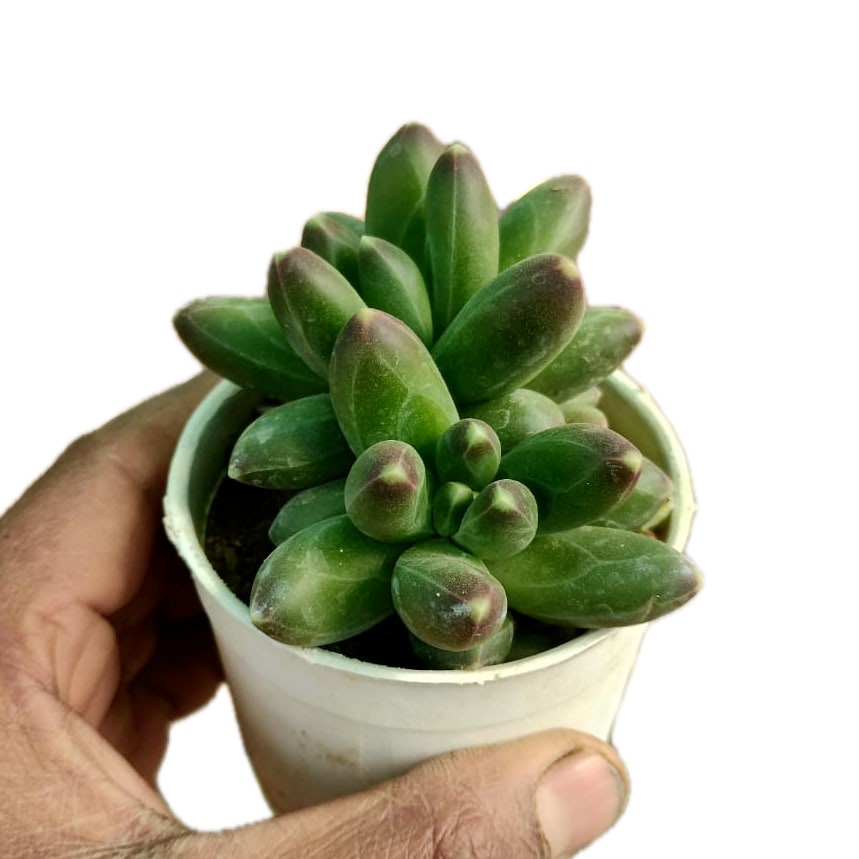 Pachyphytum Compactum Succulent Plant - Bhimtal Nursery