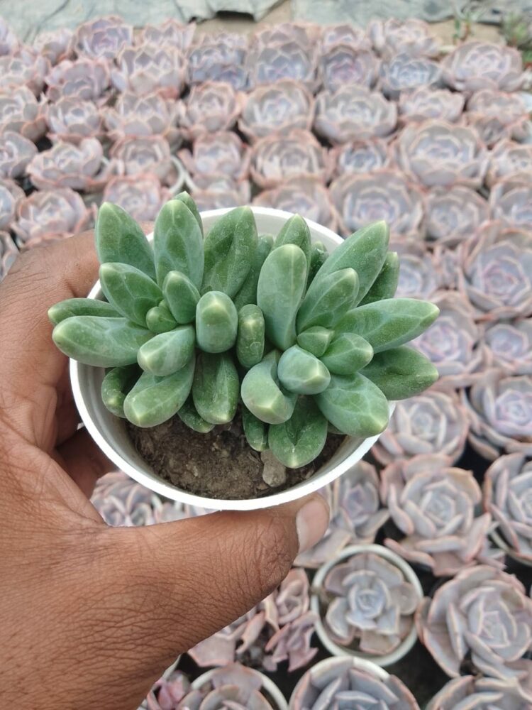 Pachyphytum Compactum Rose “Little Jewel” Succulent Plant - Bhimtal Nursery