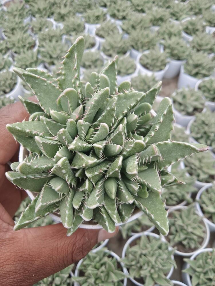 Pebbled Tiger Jaws Succulent (Faucaria Tuberculosa) - Bhimtal Nursery