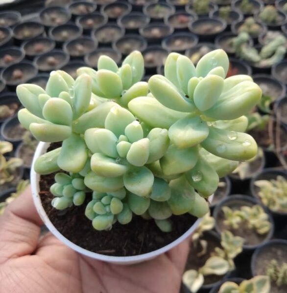 Pachyphytum Bubble Gum Succulent Plant - Bhimtal Nursery