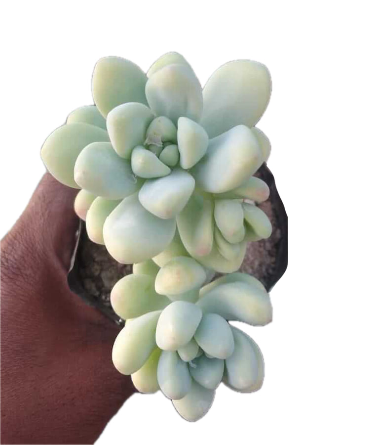 Pachyphytum Bubble Gum Succulent Plant - Bhimtal Nursery