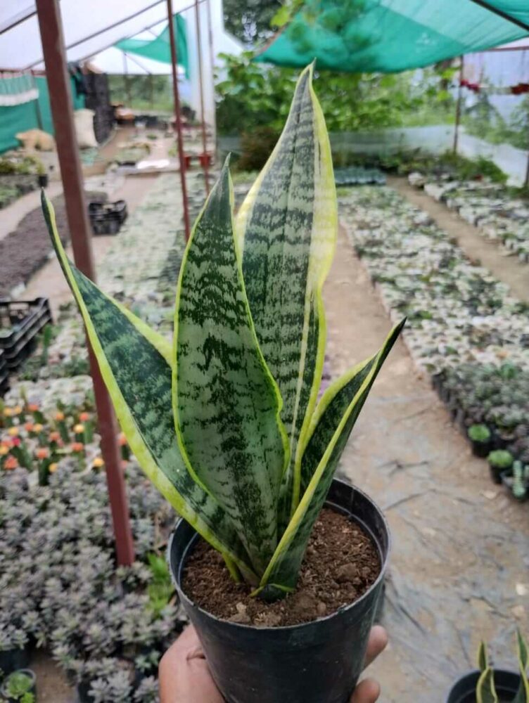 Snake Plant Sansevieria Trifasciata - Bhimtal Nursery