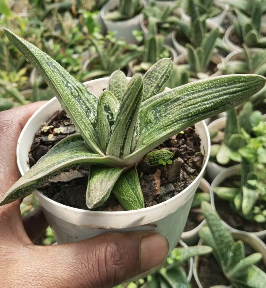 Gasteria ‘Little Warty’ Succulent Plant - Bhimtal Nursery