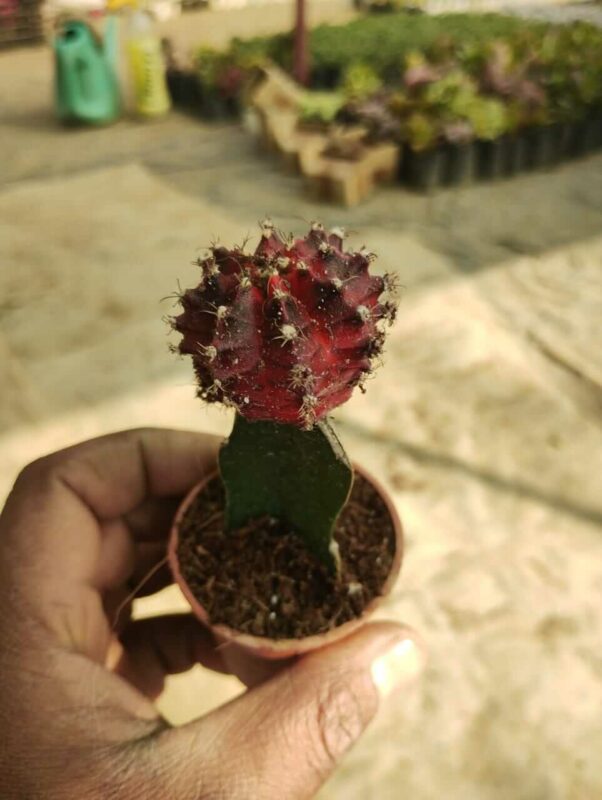 Ruby Red Moon Cactus Plant - Bhimtal Nursery