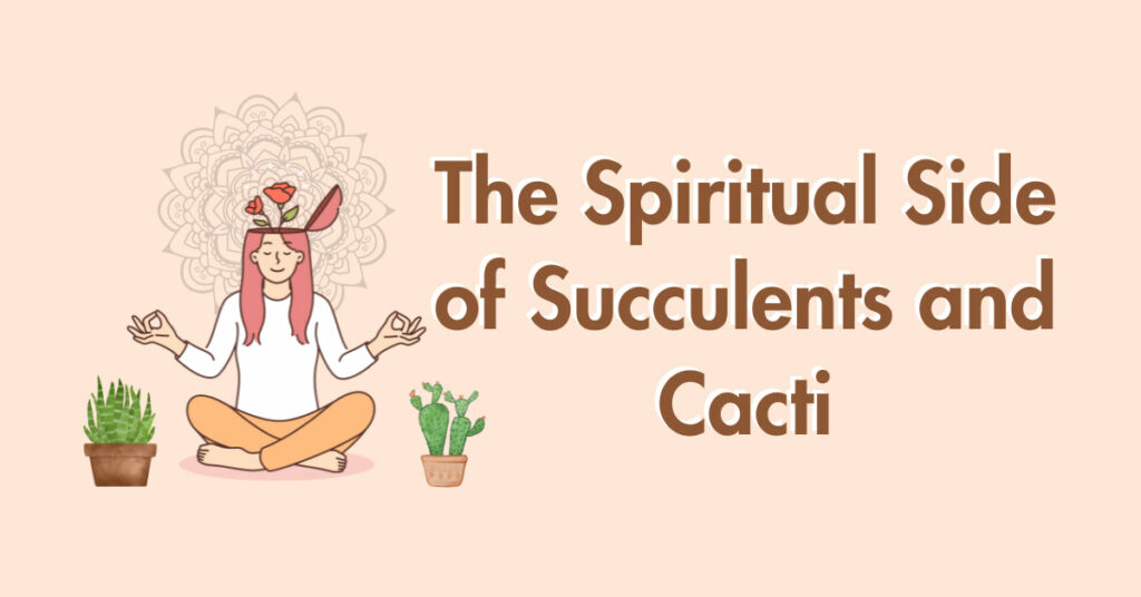 How to care Succulents - Bhimtal Nursery