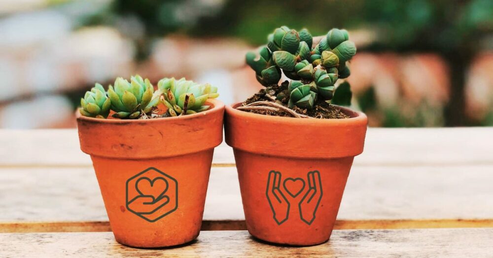 Common Problems with Succulents and How to Fix Them - Bhimtal Nursery