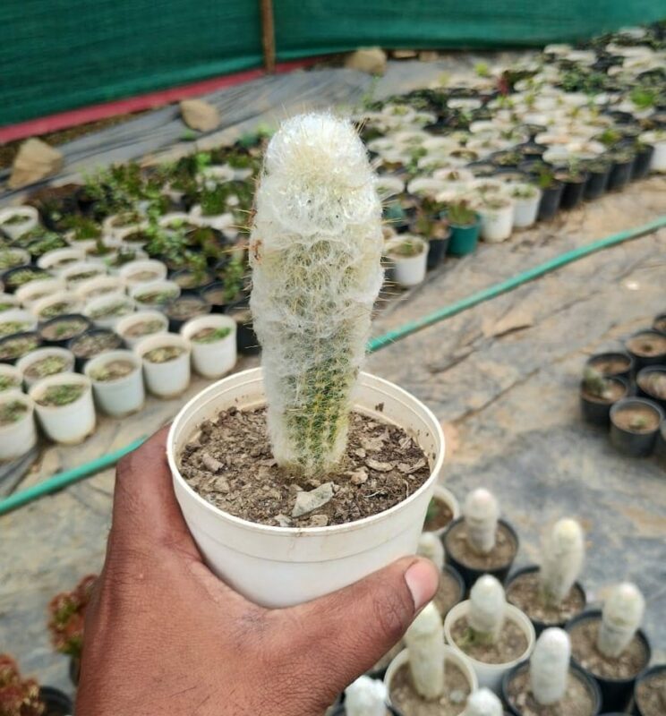 Cephalocereus Senilis M / Old man's head Cactus Plant - Bhimtal Nursery